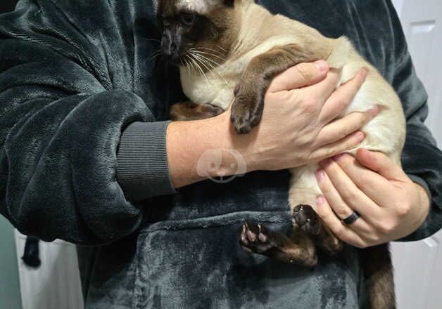 Buy and sell Siamese kittens and cats online | Siamese Owners