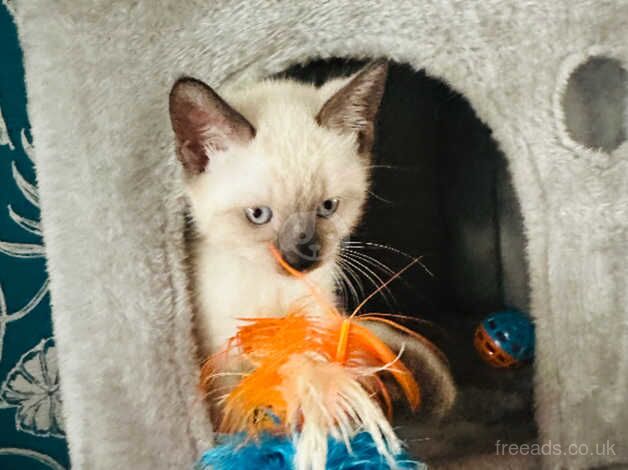 Buy and sell Siamese kittens and cats online | Siamese Owners