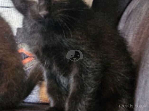 Buy and sell Siamese kittens and cats online | Siamese Owners