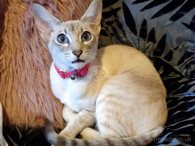 Buy and sell Siamese kittens and cats online | Siamese Owners