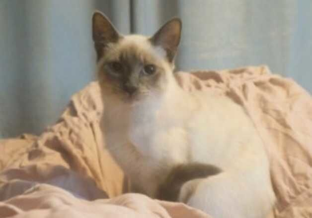 Buy and sell Siamese kittens and cats online | Siamese Owners