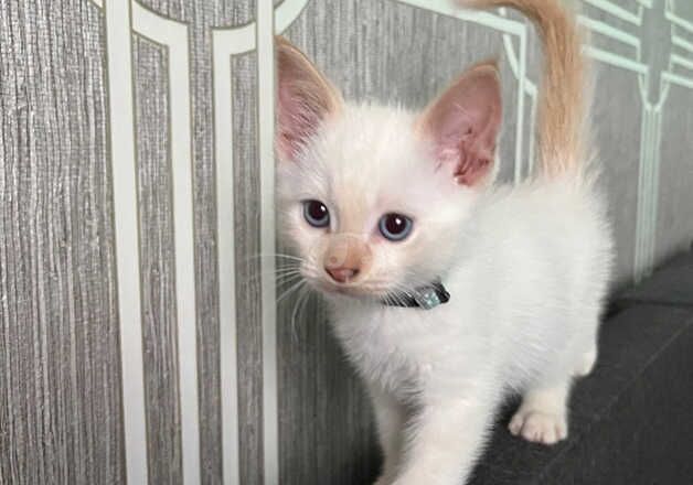 Buy and sell Siamese kittens and cats online | Siamese Owners