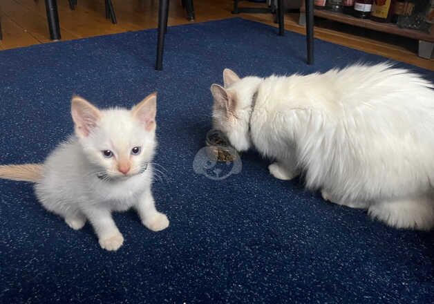 Buy and sell Siamese kittens and cats online | Siamese Owners