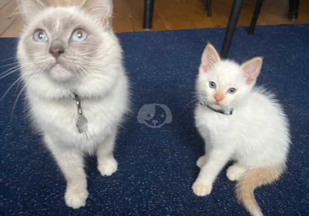 Buy and sell Siamese kittens and cats online | Siamese Owners