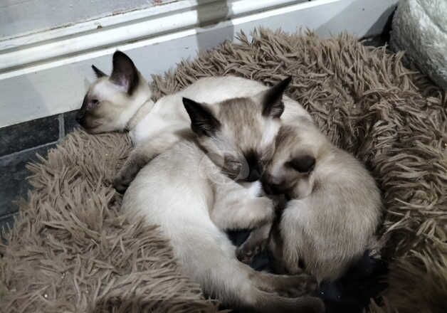 Buy and sell Siamese kittens and cats online | Siamese Owners