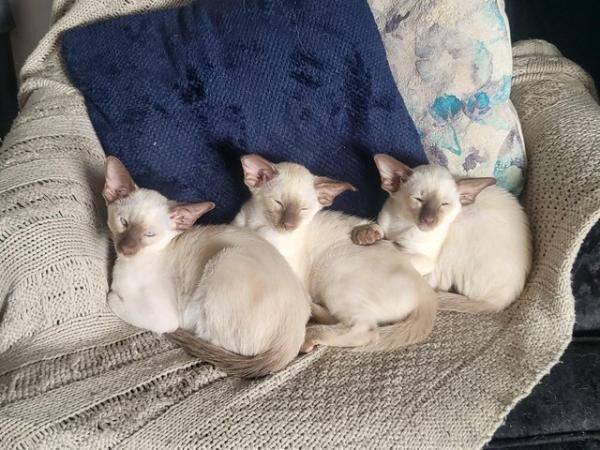Buy and sell Siamese kittens and cats online | Siamese Owners