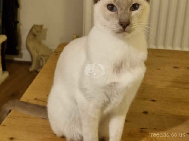 Buy and sell Siamese kittens and cats online | Siamese Owners