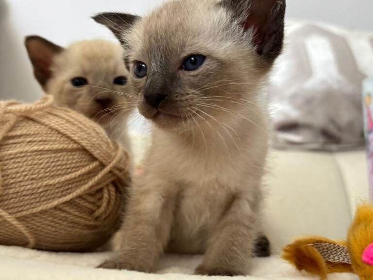Buy and sell Siamese kittens and cats online | Siamese Owners