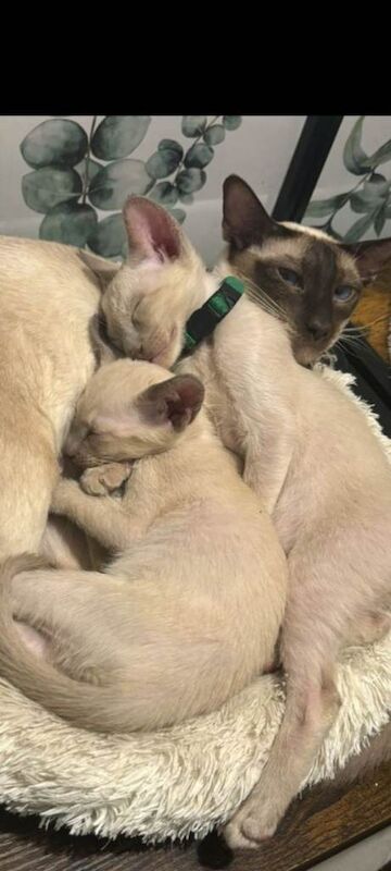 Siamese Kittens For Sale | Siamese Owners