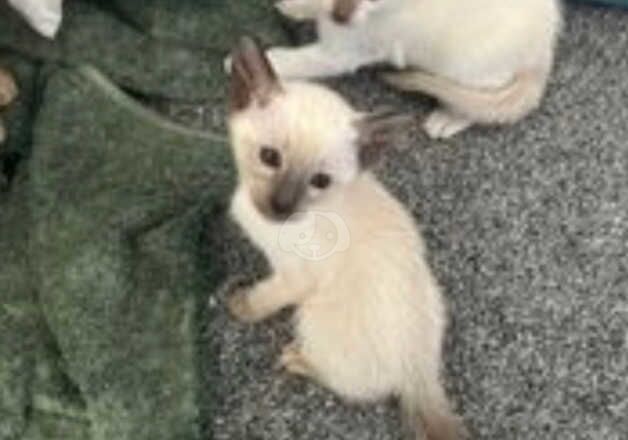 Buy and sell Siamese kittens and cats online | Siamese Owners